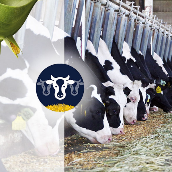 Approche ration ruminants